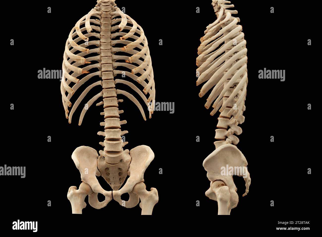 CT scan of thoracic and lumbar spine 3d rendering Stock Photo - Alamy