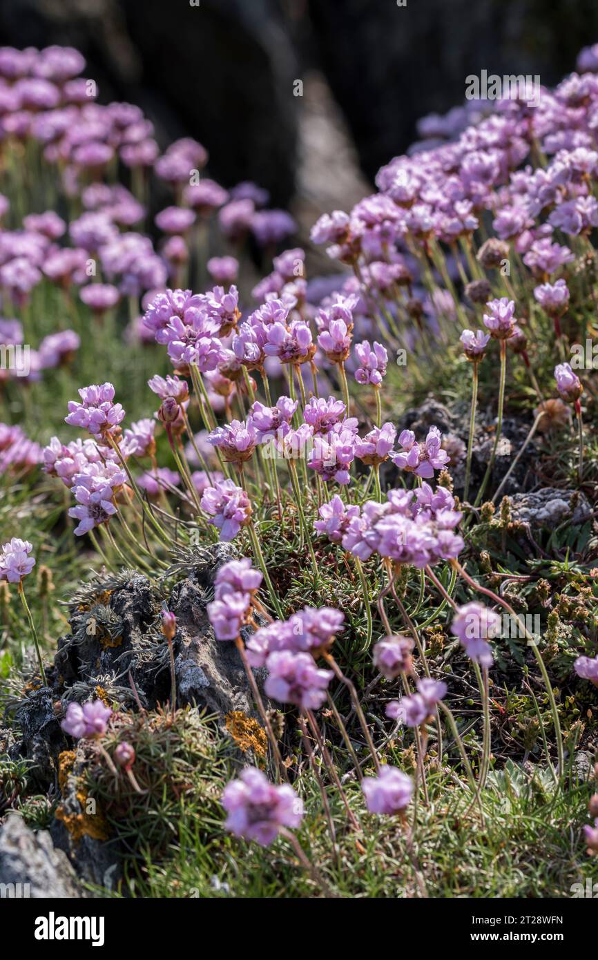 Thrift Armeria maritima coastal plant Stock Photo - Alamy