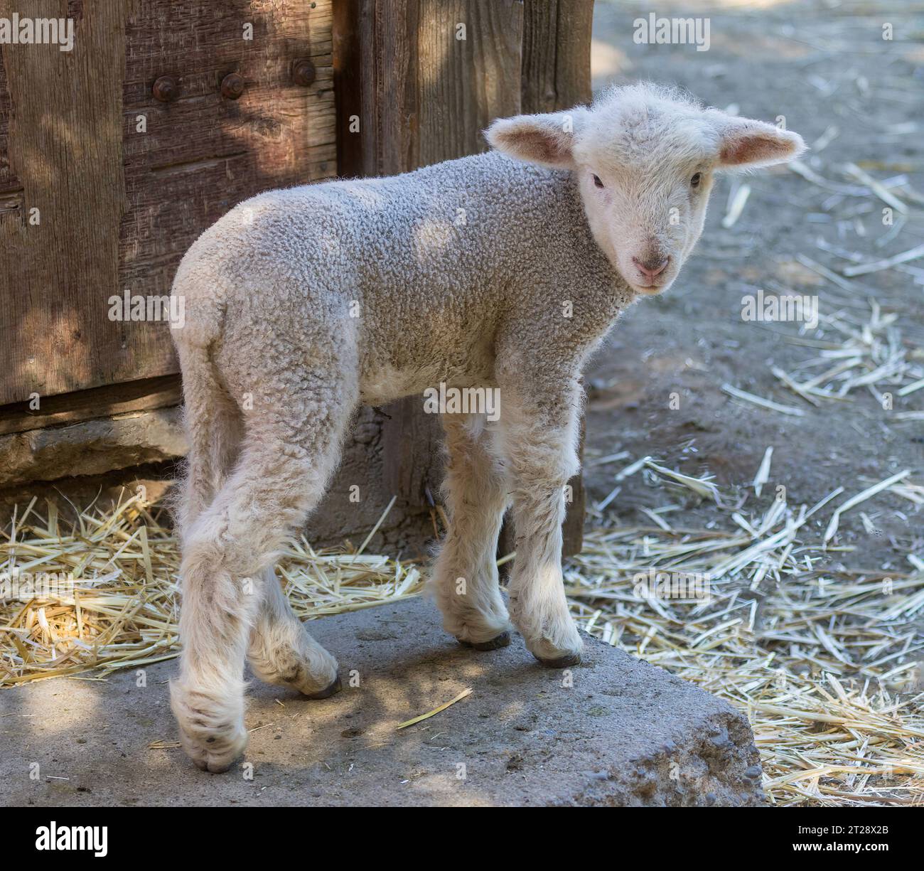 Lamb posing inside sheep pen. Farm in Northern California, USA Stock ...