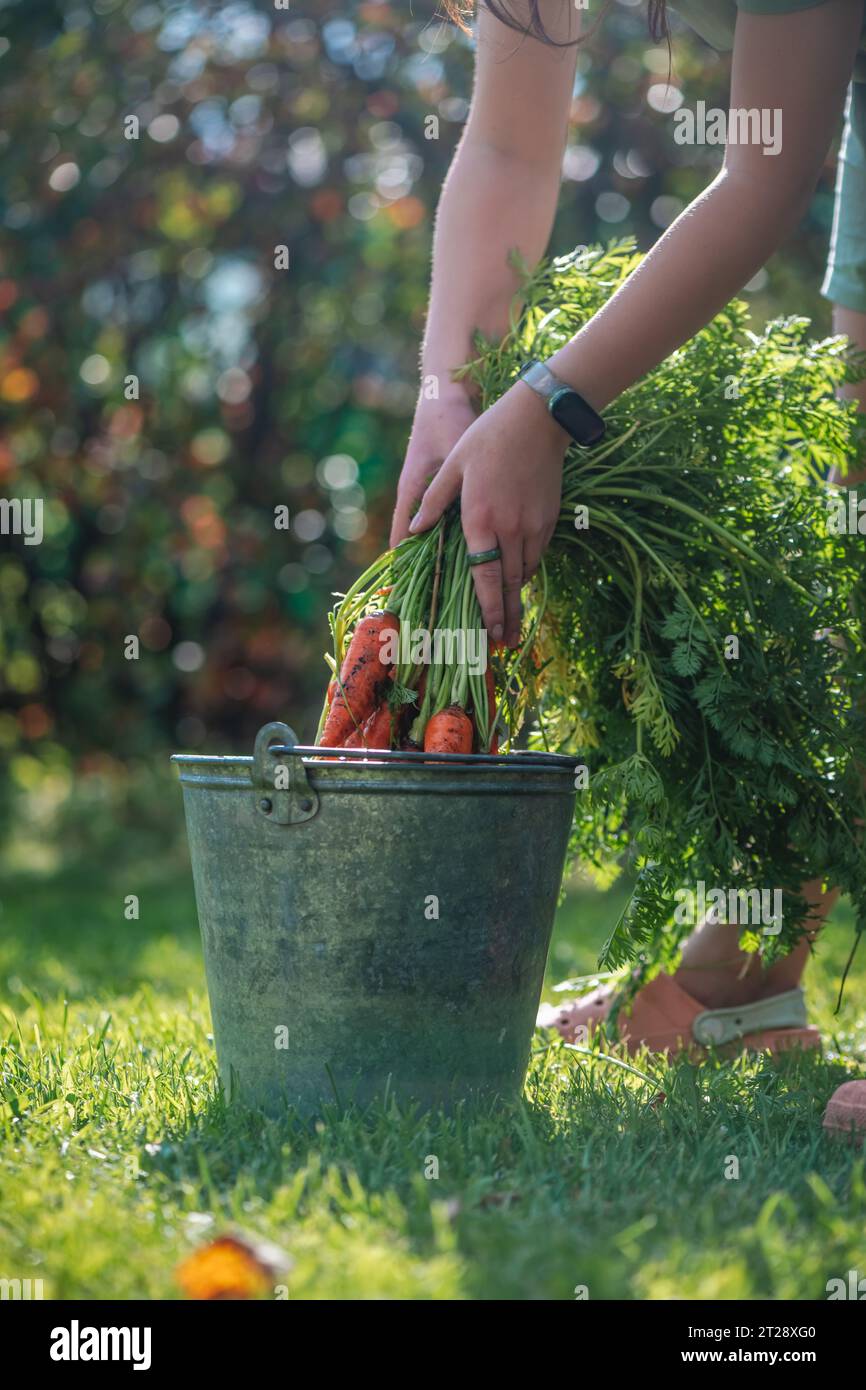 agriculture, harvesting, garden. Carrots are washed in a bucket of ...