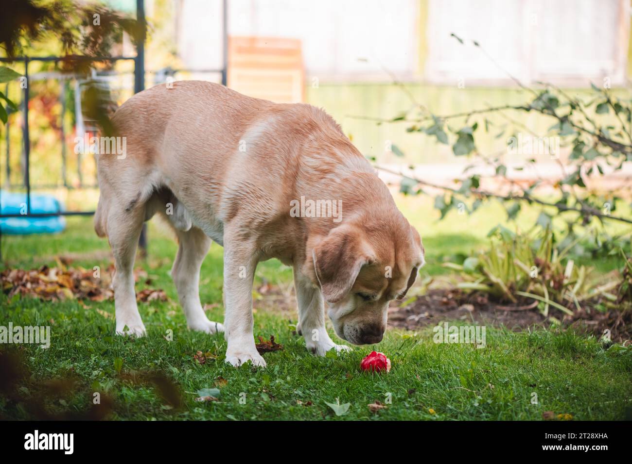 adorable Labrador eating a red apple. garden, harvest, vitamins Stock ...