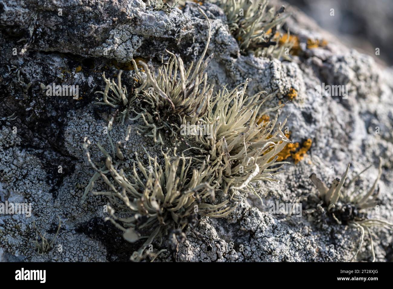 Sea Ivory Lichen Ramalina siliquosa growing on the rocky welsh coast ...