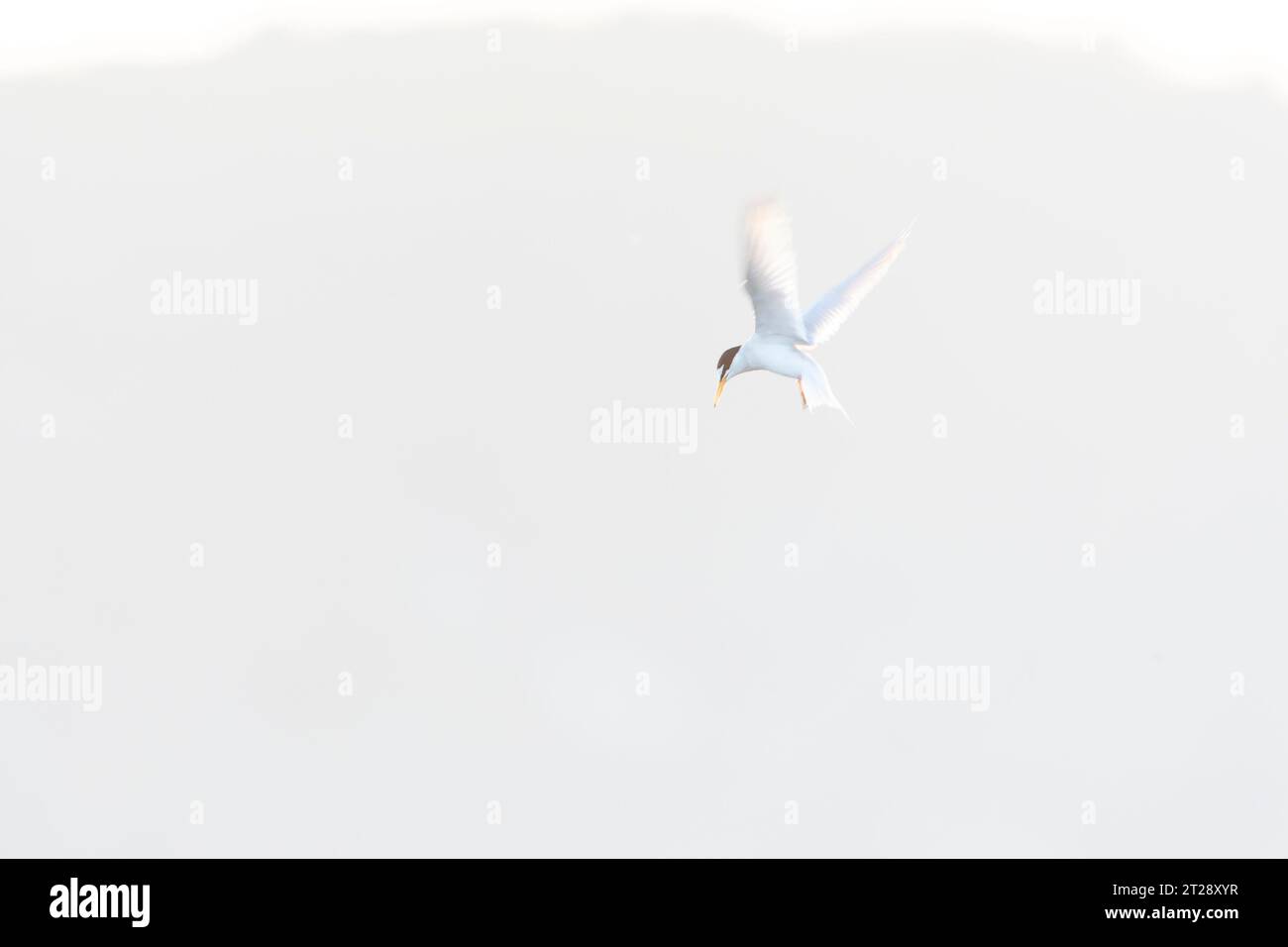 Flying adult Little Tern (Sternula albifrons) at coastal marsh on the ...