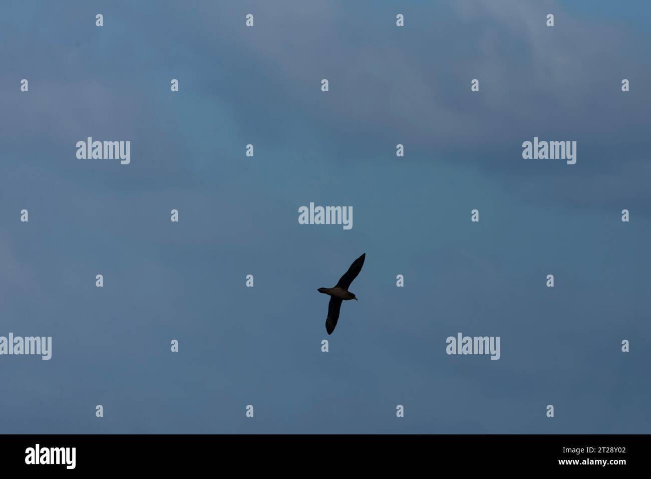 Great-winged Petrel (Pterodroma macroptera) flying above the South ...
