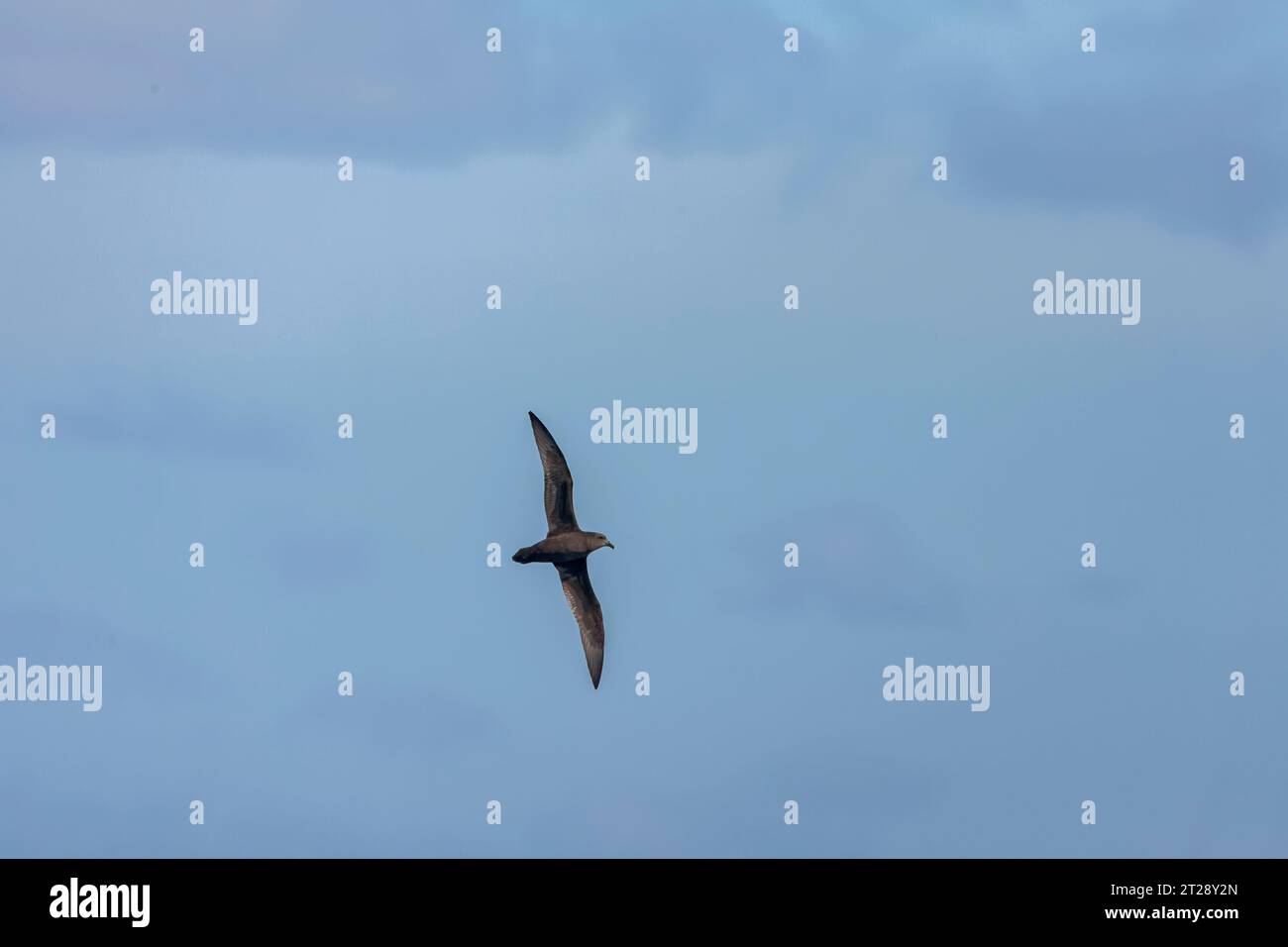 Great-winged Petrel (Pterodroma macroptera) flying above the South ...