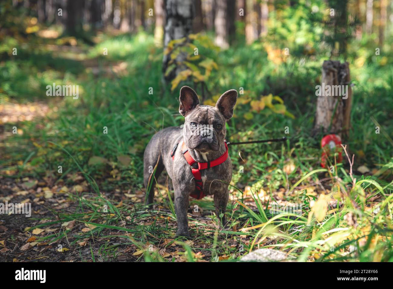 beautiful adorable brindle french bulldog in a harness on a walk Stock ...