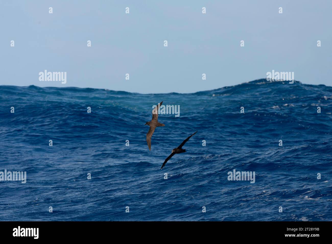 Great-winged Petrel (Pterodroma macroptera) flying above the South ...