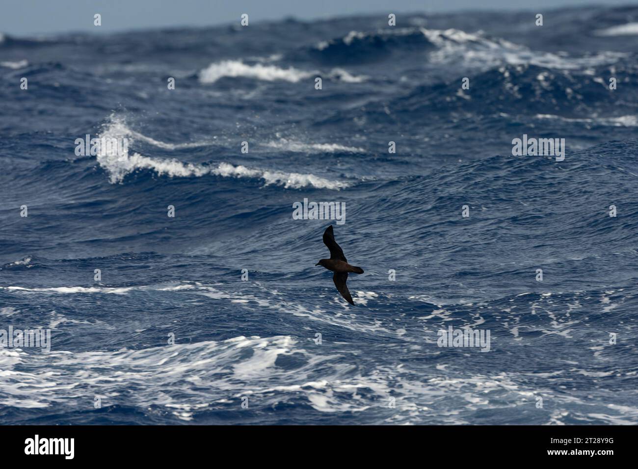 Great-winged Petrel (Pterodroma macroptera) flying above the South ...