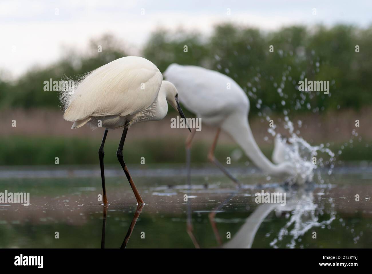 Little Egret (Egretta garzetta) during spring in wetland in Hungary ...