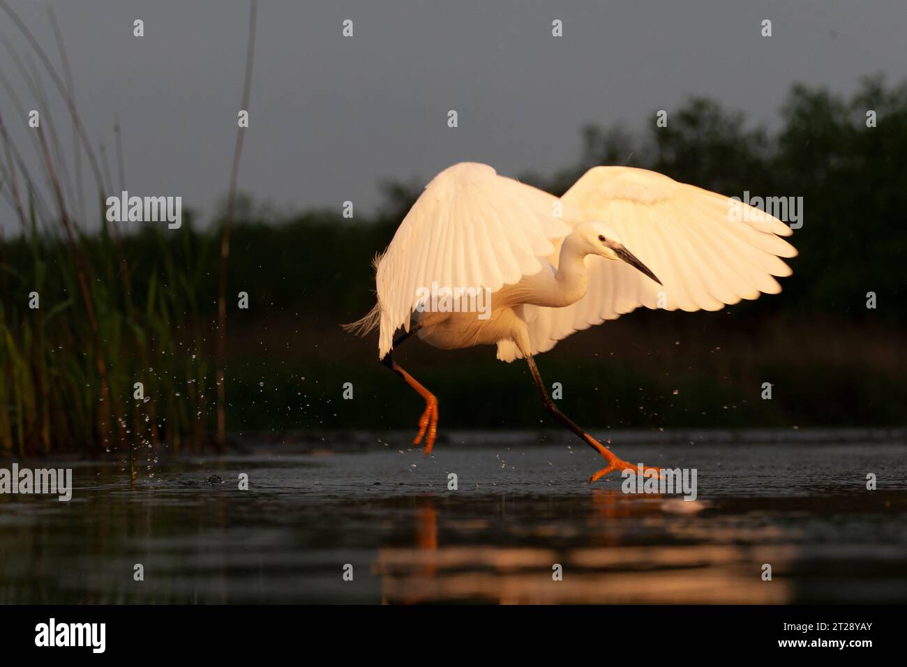 Little Egret (Egretta garzetta) during spring in wetland in Hungary ...