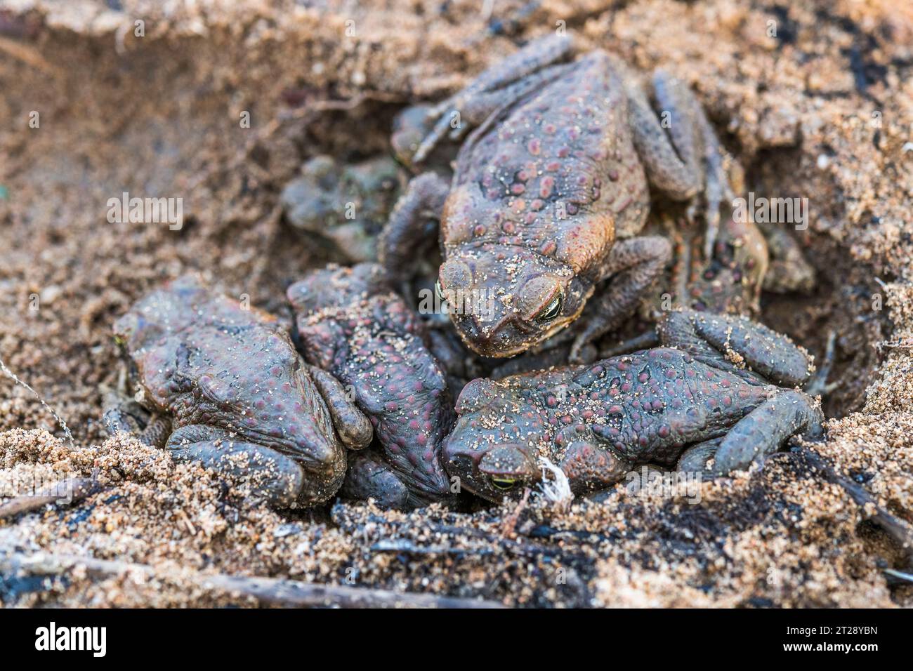 Cane toad (Rhinella marina), also known as the giant neotropical toad ...