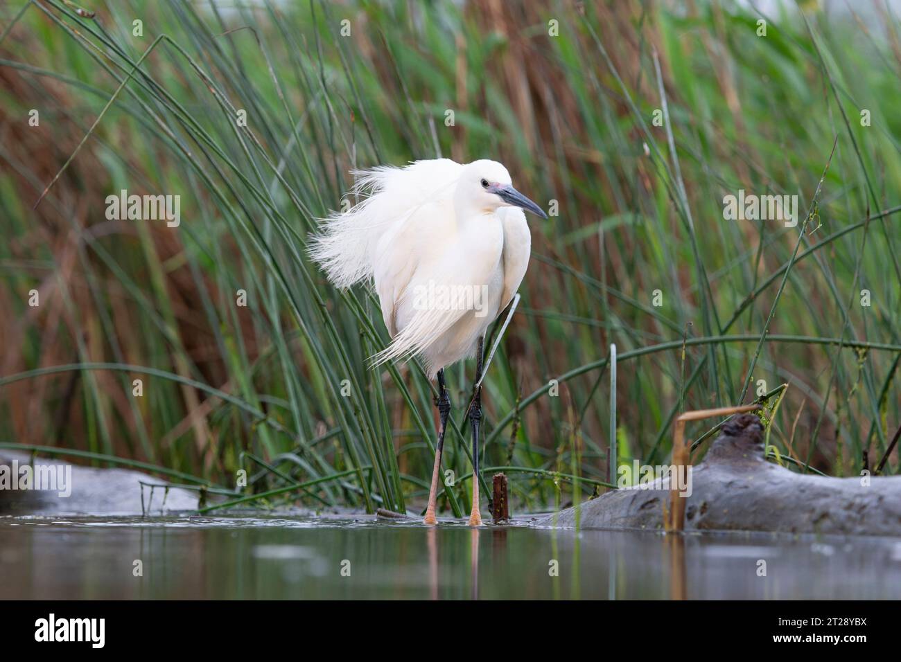 Little Egret (Egretta garzetta) during spring in wetland in Hungary ...