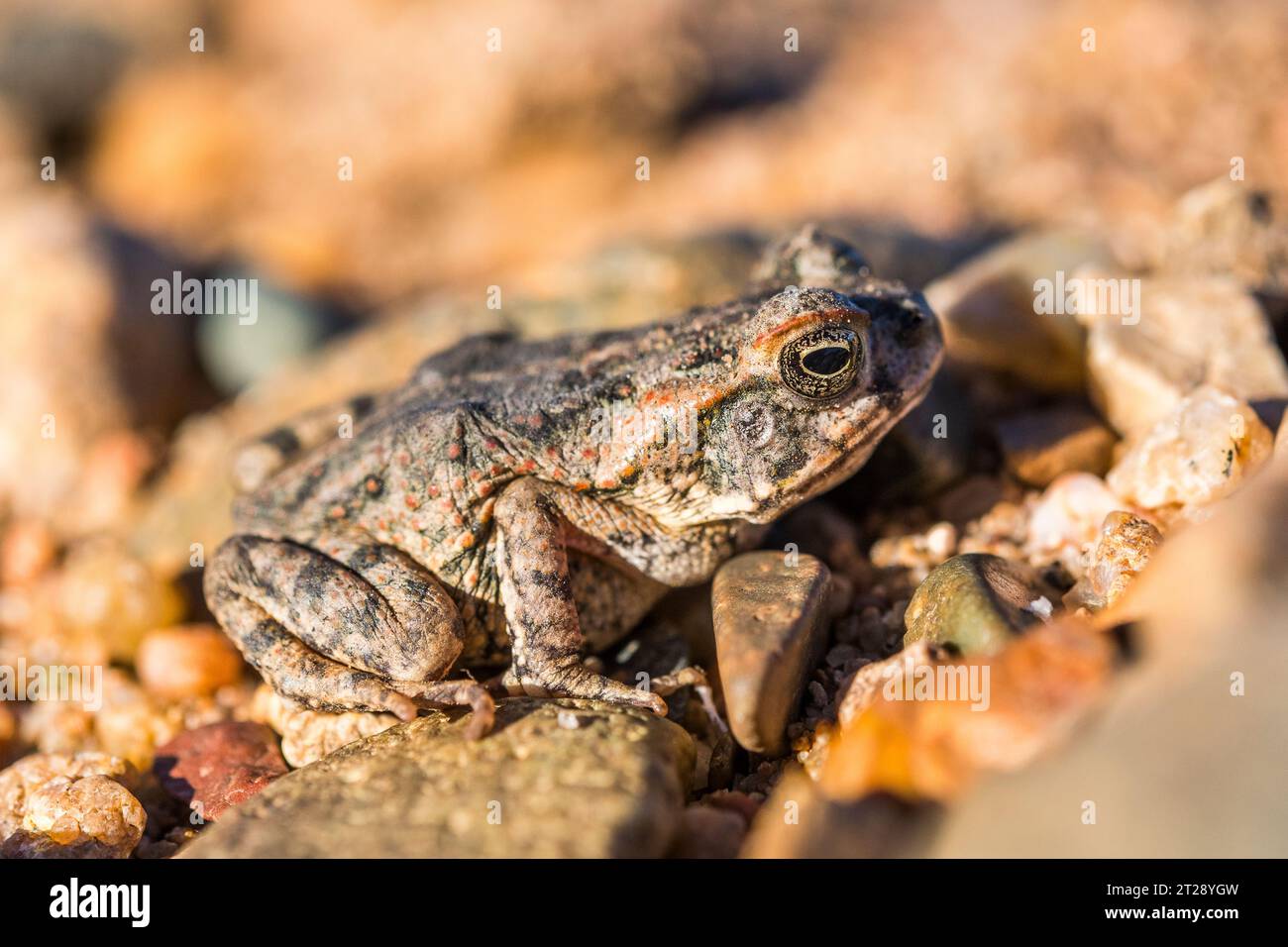 Cane toad (Rhinella marina), also known as the giant neotropical toad ...