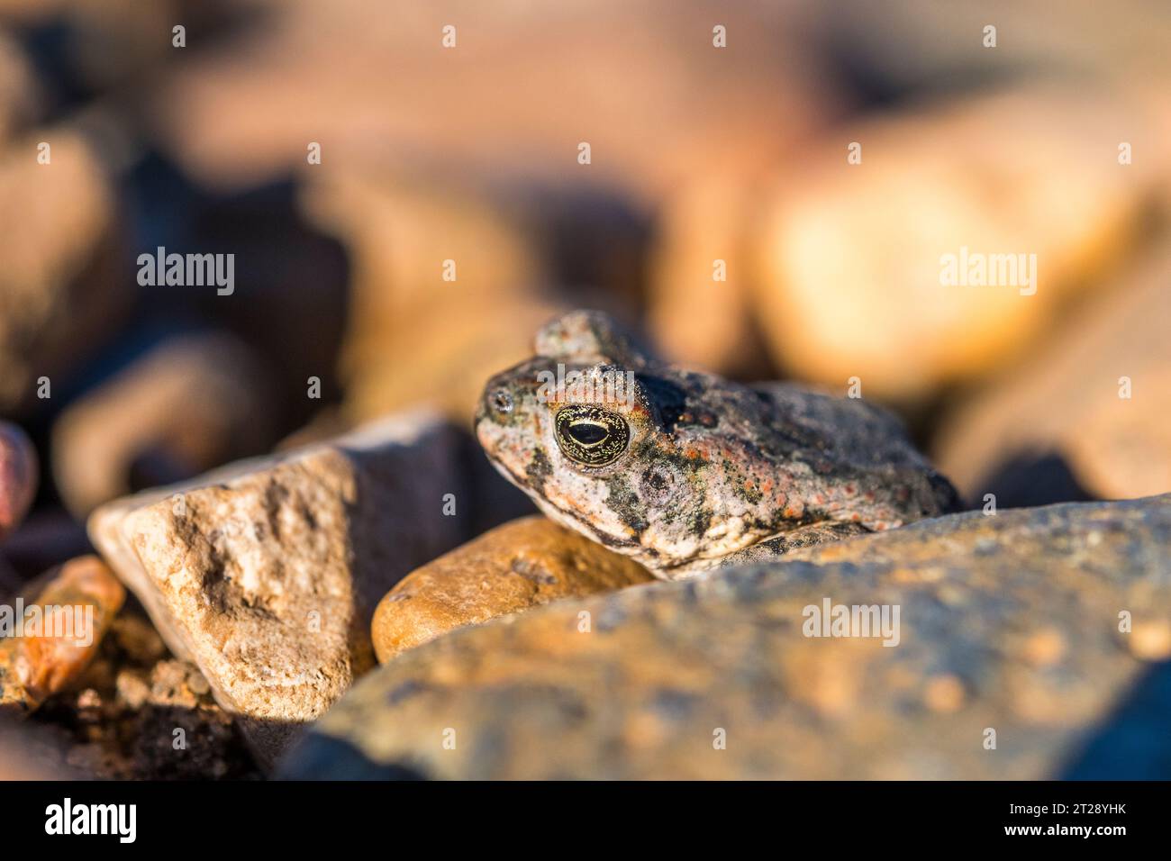 Cane toad (Rhinella marina), also known as the giant neotropical toad ...