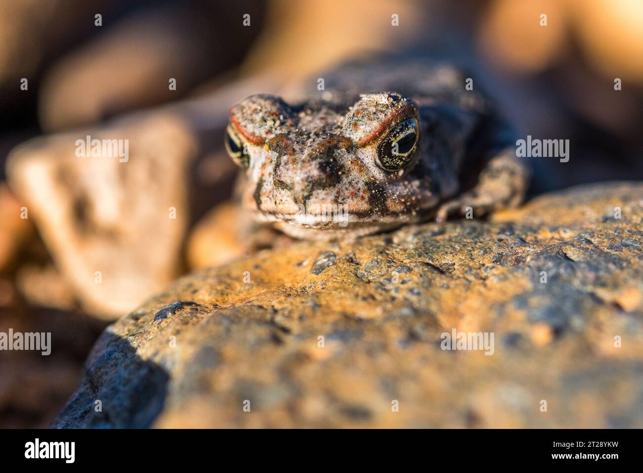 Cane toad (Rhinella marina), also known as the giant neotropical toad ...