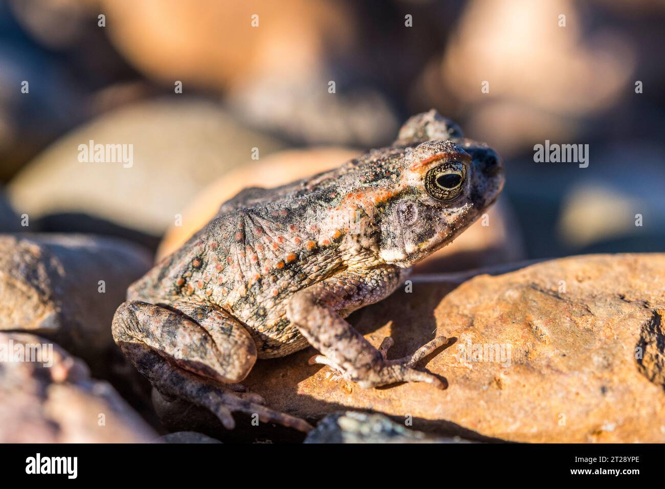 Cane toad (Rhinella marina), also known as the giant neotropical toad ...