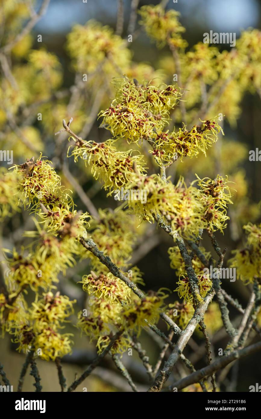 Hamamelis × intermedia Pallida, witch hazel Pallida, Hamamelis mollis ...