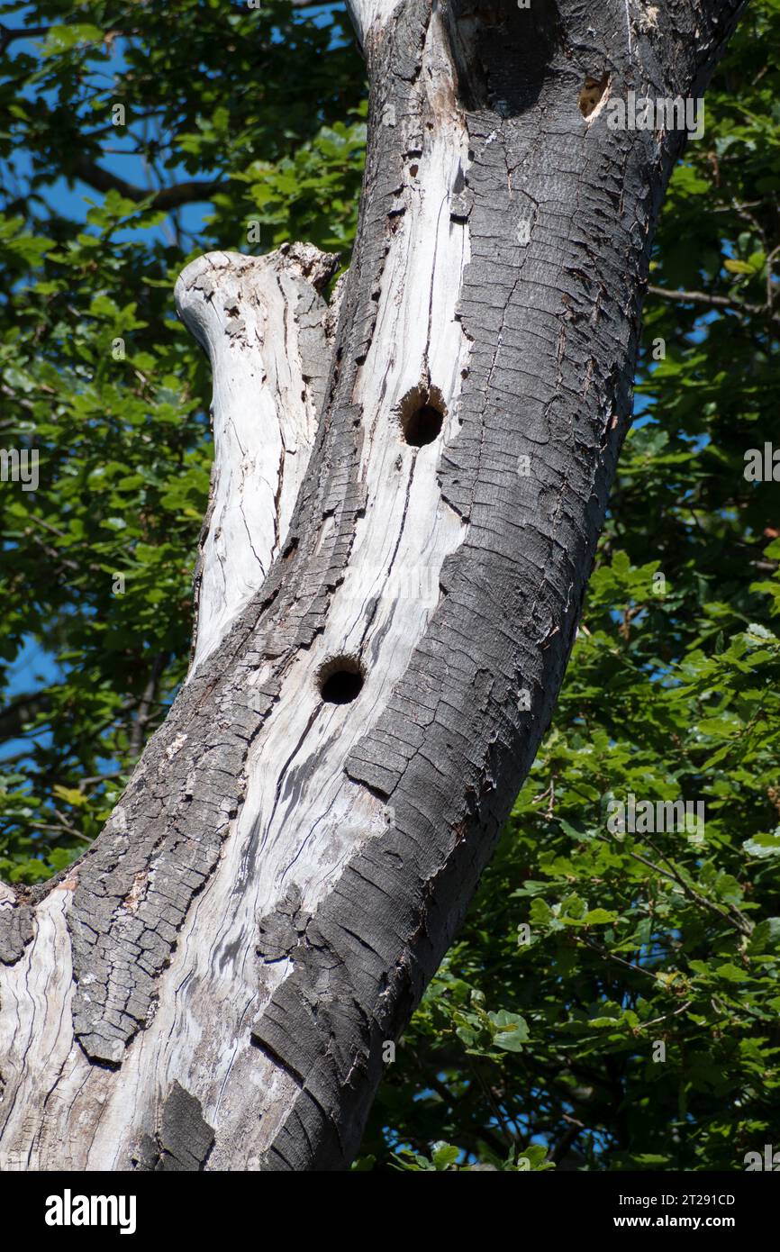 Tree Hole