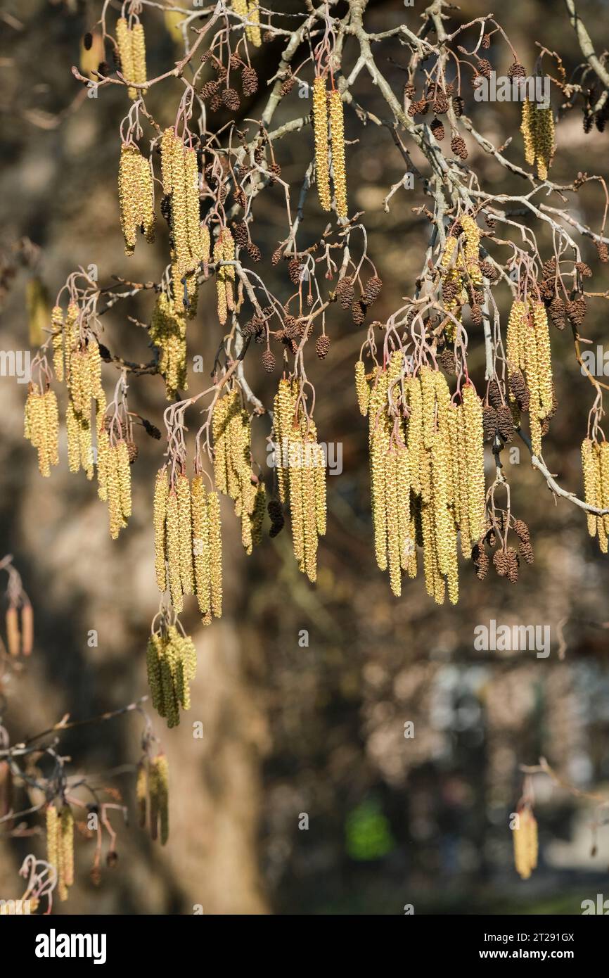 Black alder hi-res stock photography and images - Alamy