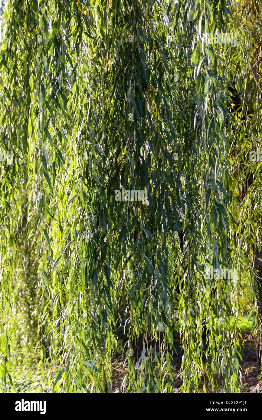 Weeping willow tree mist hi-res stock photography and images - Alamy