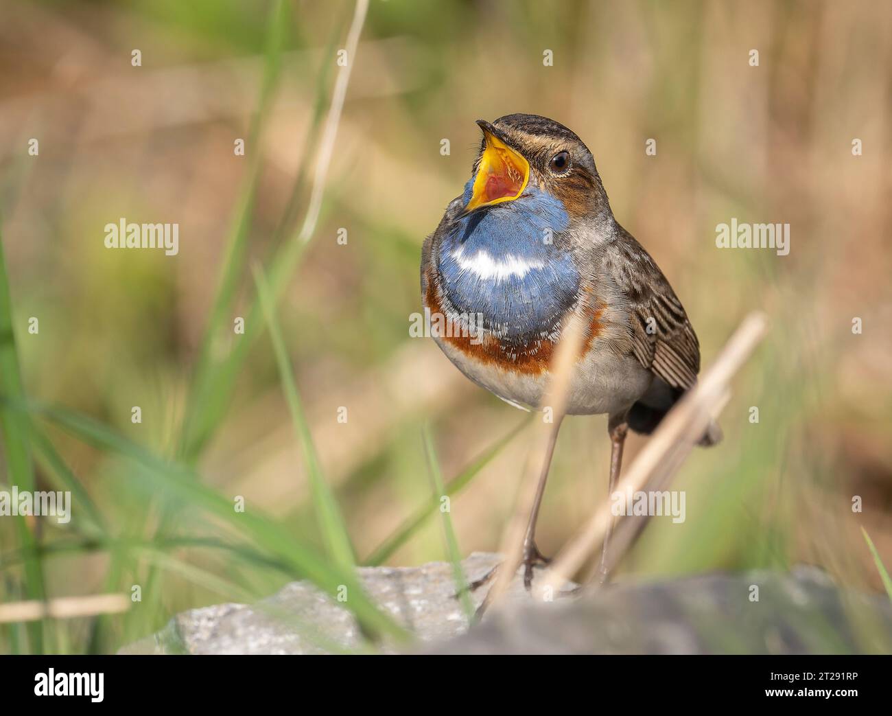Fauna bluethroat hi-res stock photography and images - Alamy