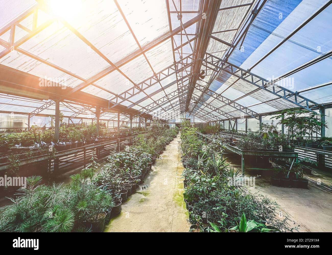 Greenhouses or glasshouse with plants indoor growing technology and ...