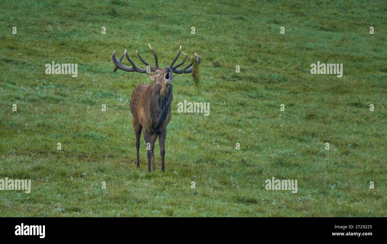 Buck and deer Stock Photo - Alamy