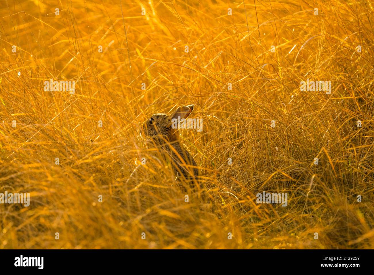 Cute rabbit in the field Stock Photo - Alamy