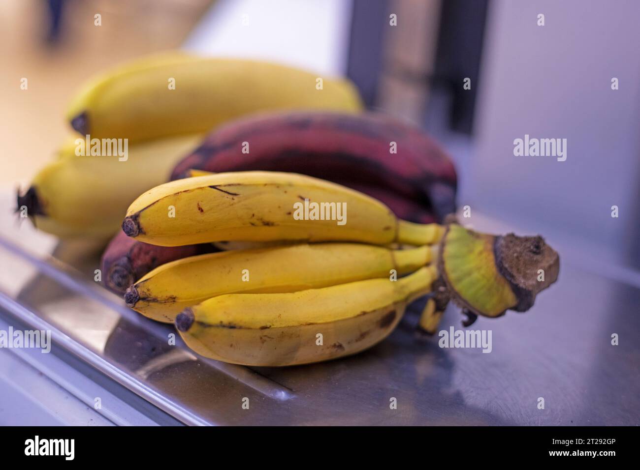 weighing bunches of different types of ripe yellow bananas on scales in ...