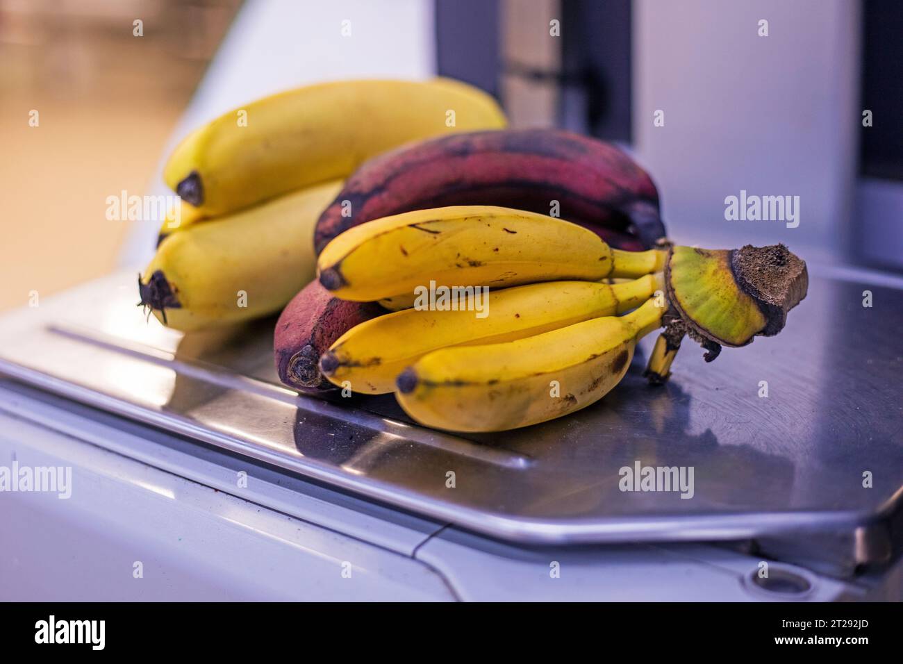 weighing bunches of different types of ripe yellow bananas on scales in ...