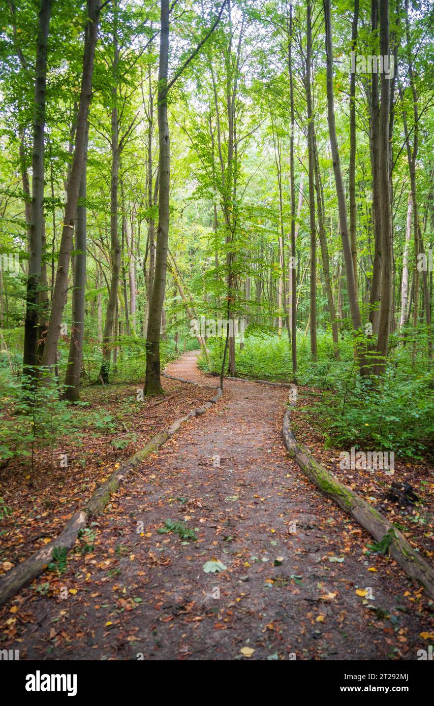 The Hainich National Park, National park in Thuringia, Germany Stock ...