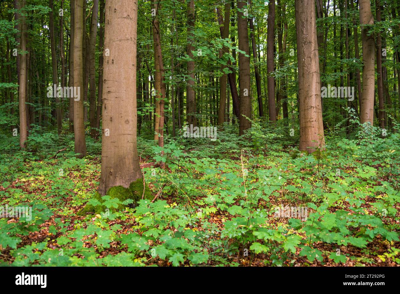 The Hainich National Park, National park in Thuringia, Germany Stock ...