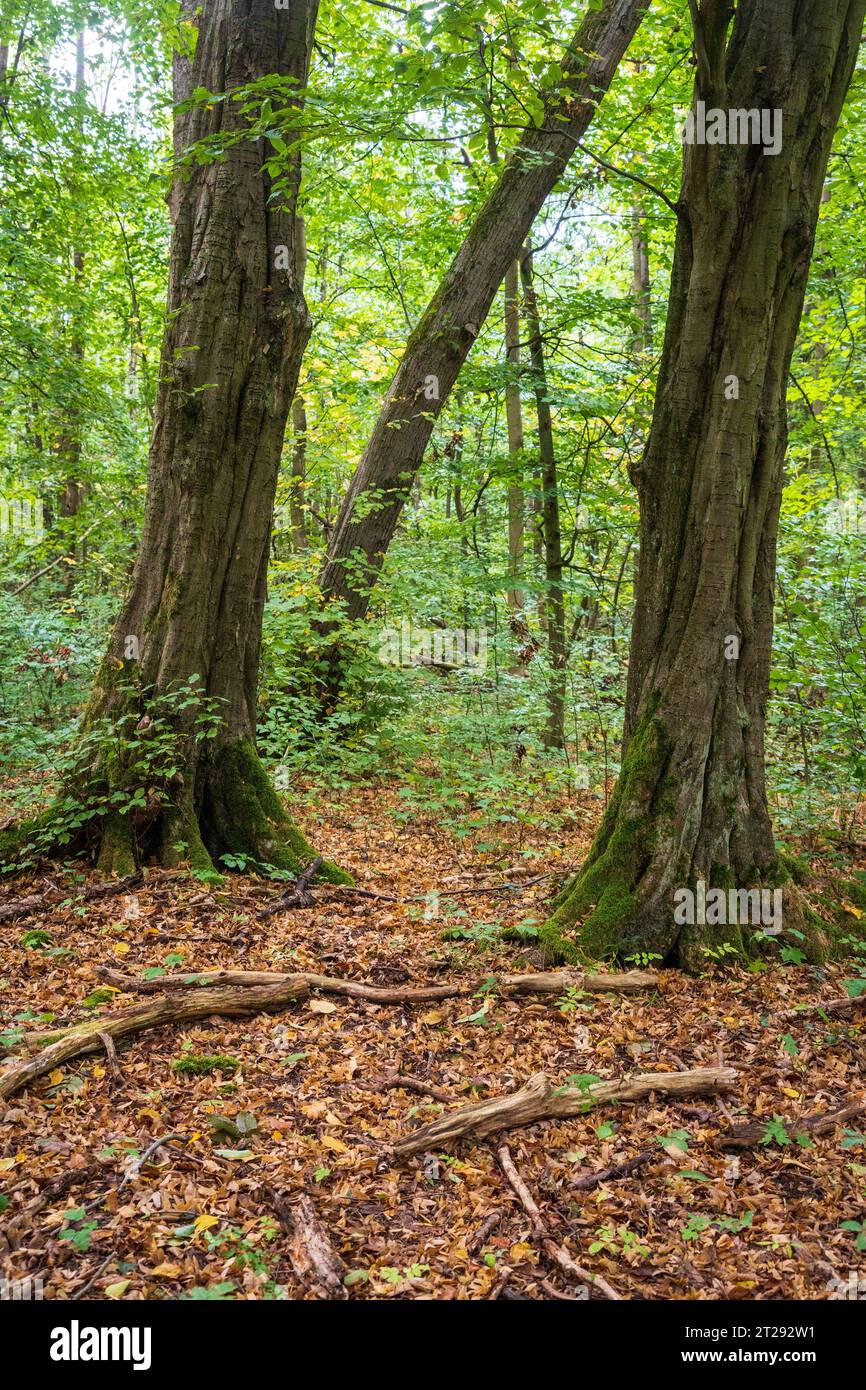 The Hainich National Park, National park in Thuringia, Germany Stock ...