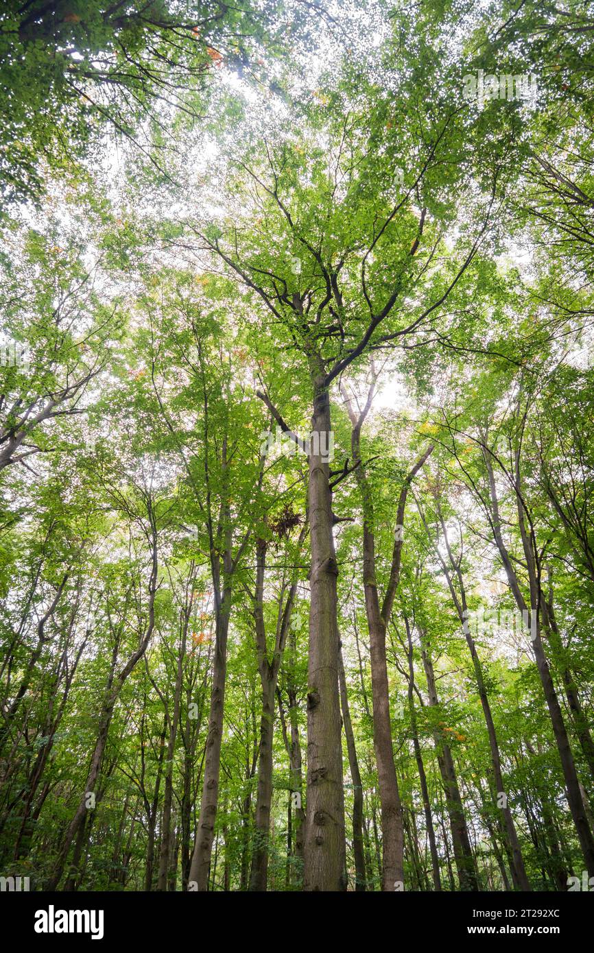 Hainich national park hi-res stock photography and images - Alamy