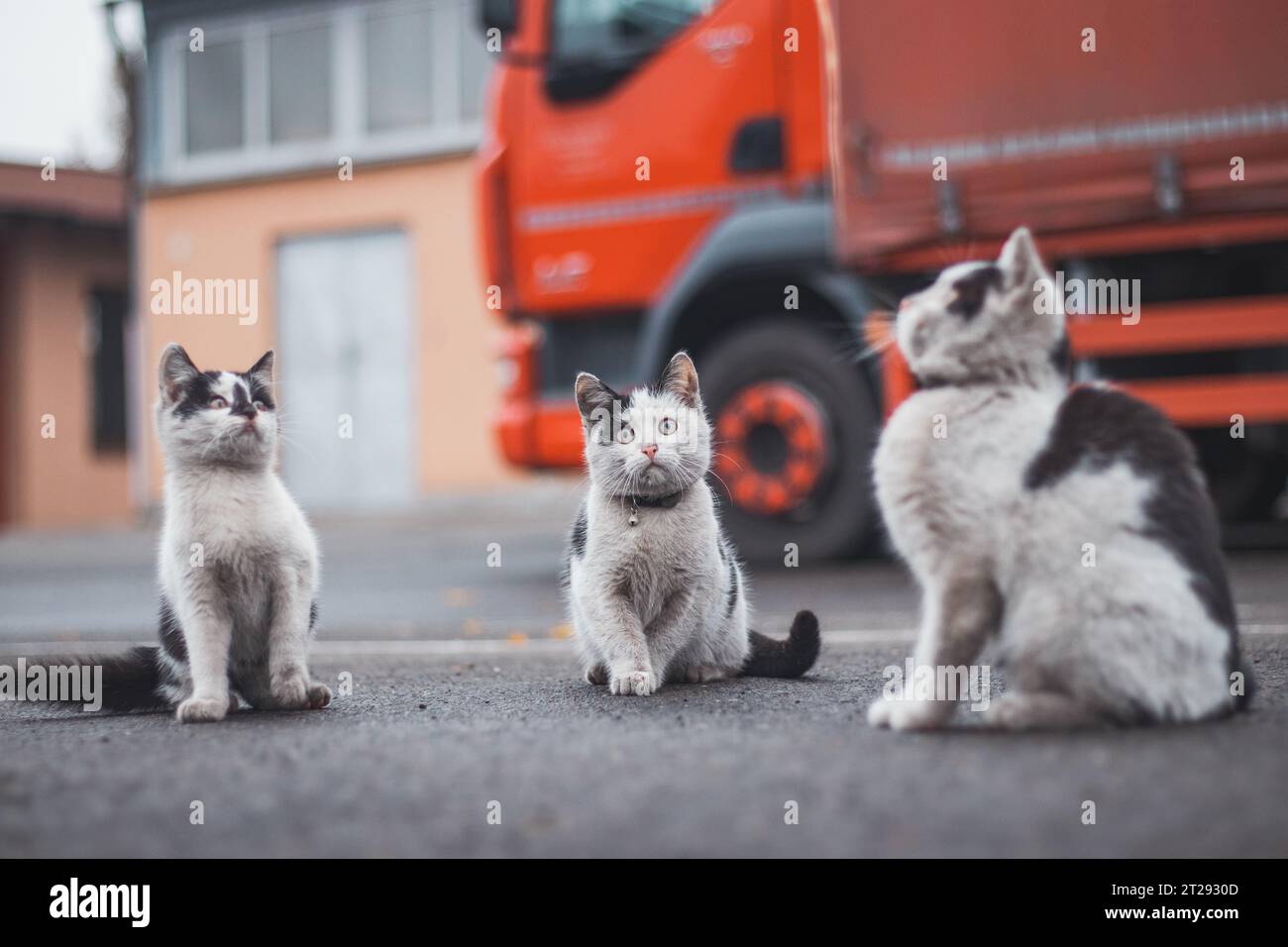 Group of cute, frisky kittens run around and play with each other. The ...