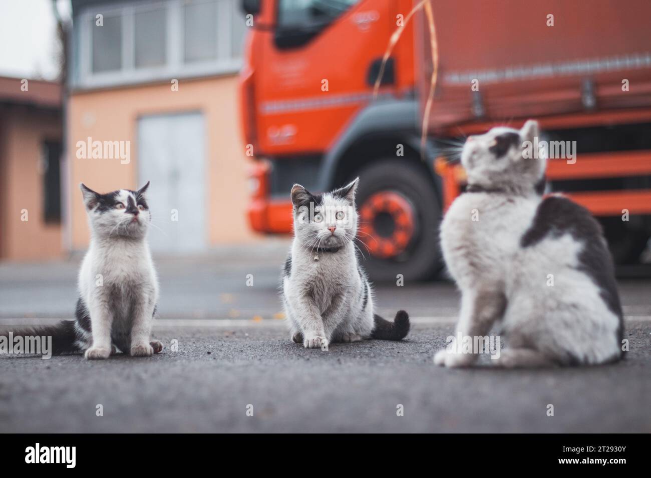 Group of cute, frisky kittens run around and play with each other. The ...