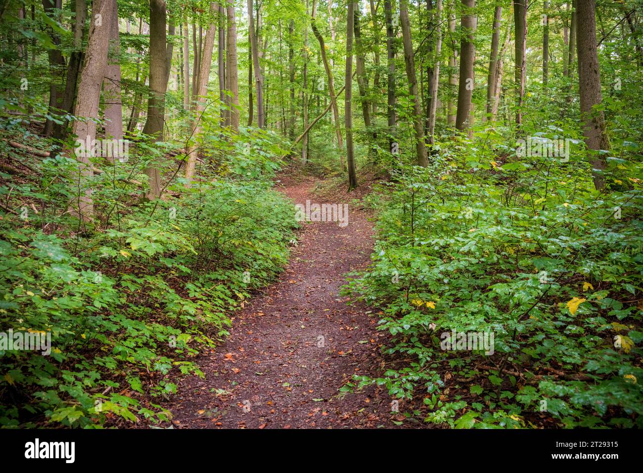The Hainich National Park, National park in Thuringia, Germany Stock ...