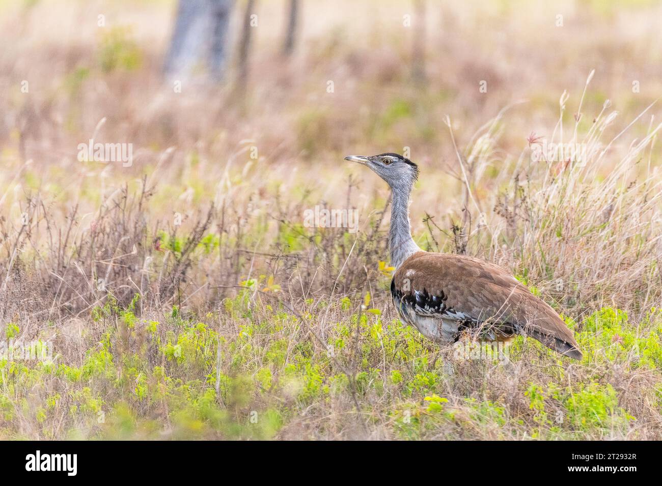 Australian ground dwelling bird hi-res stock photography and images - Alamy