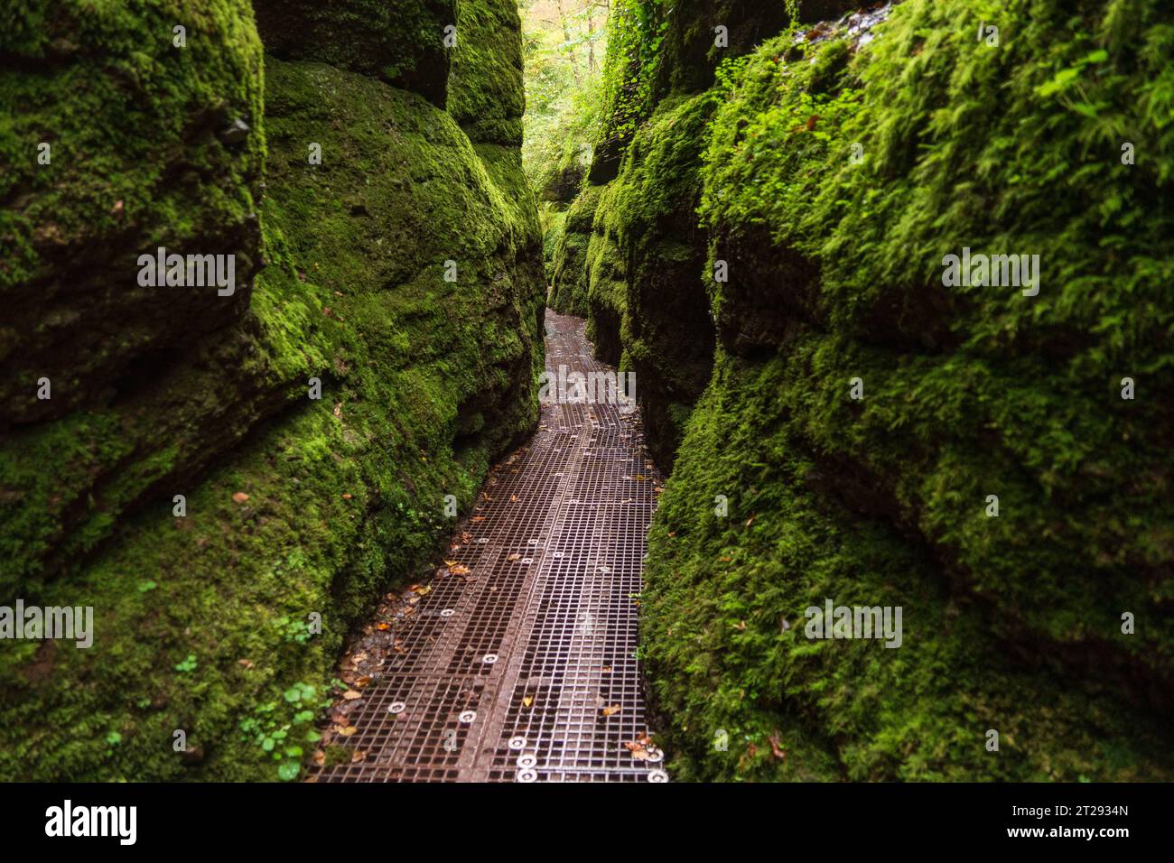 The Dragon Gorge, Hiking area in Eisenach, Thuringia, Germany Stock ...
