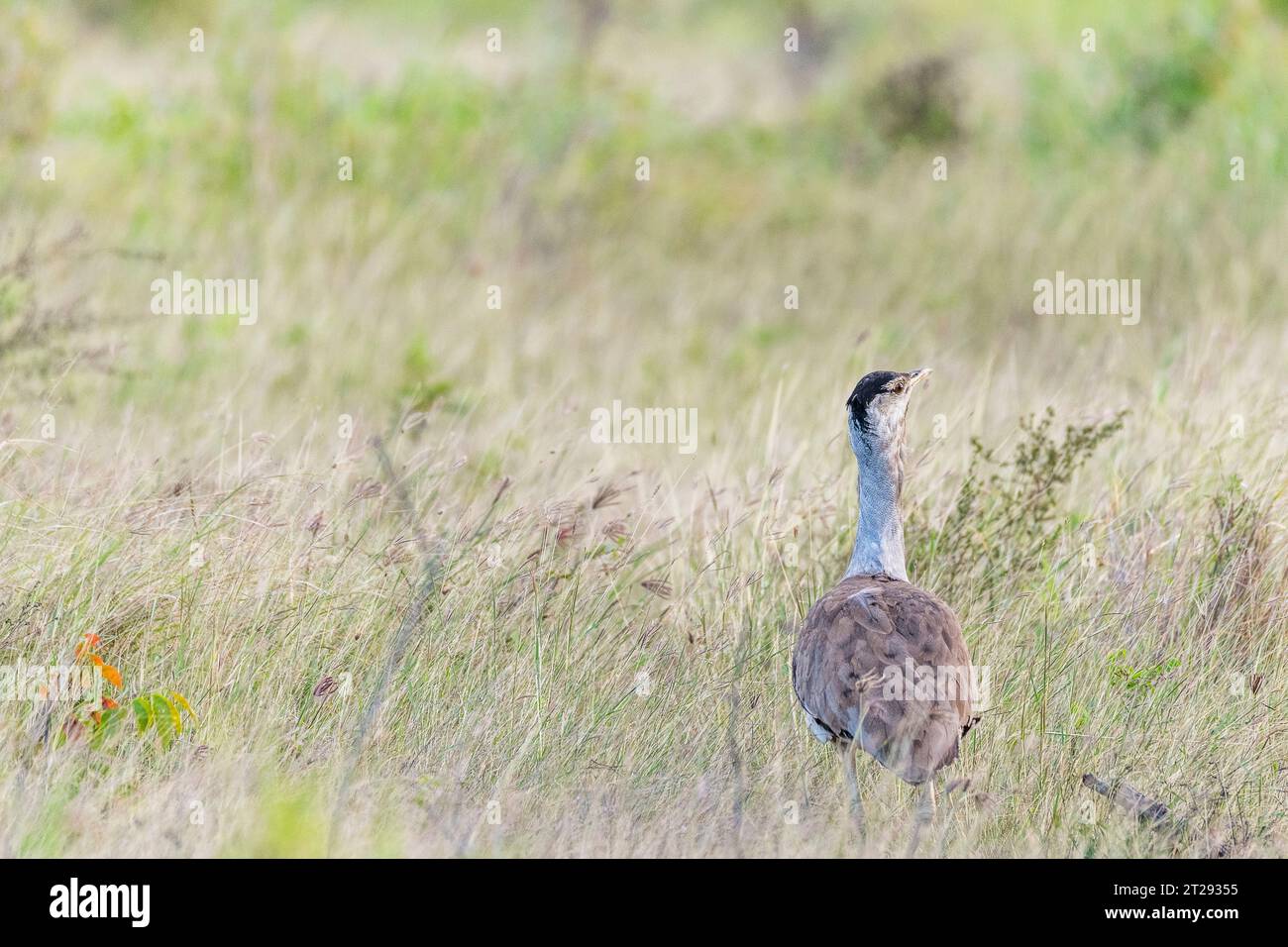 Australian ground dwelling bird hi-res stock photography and images - Alamy