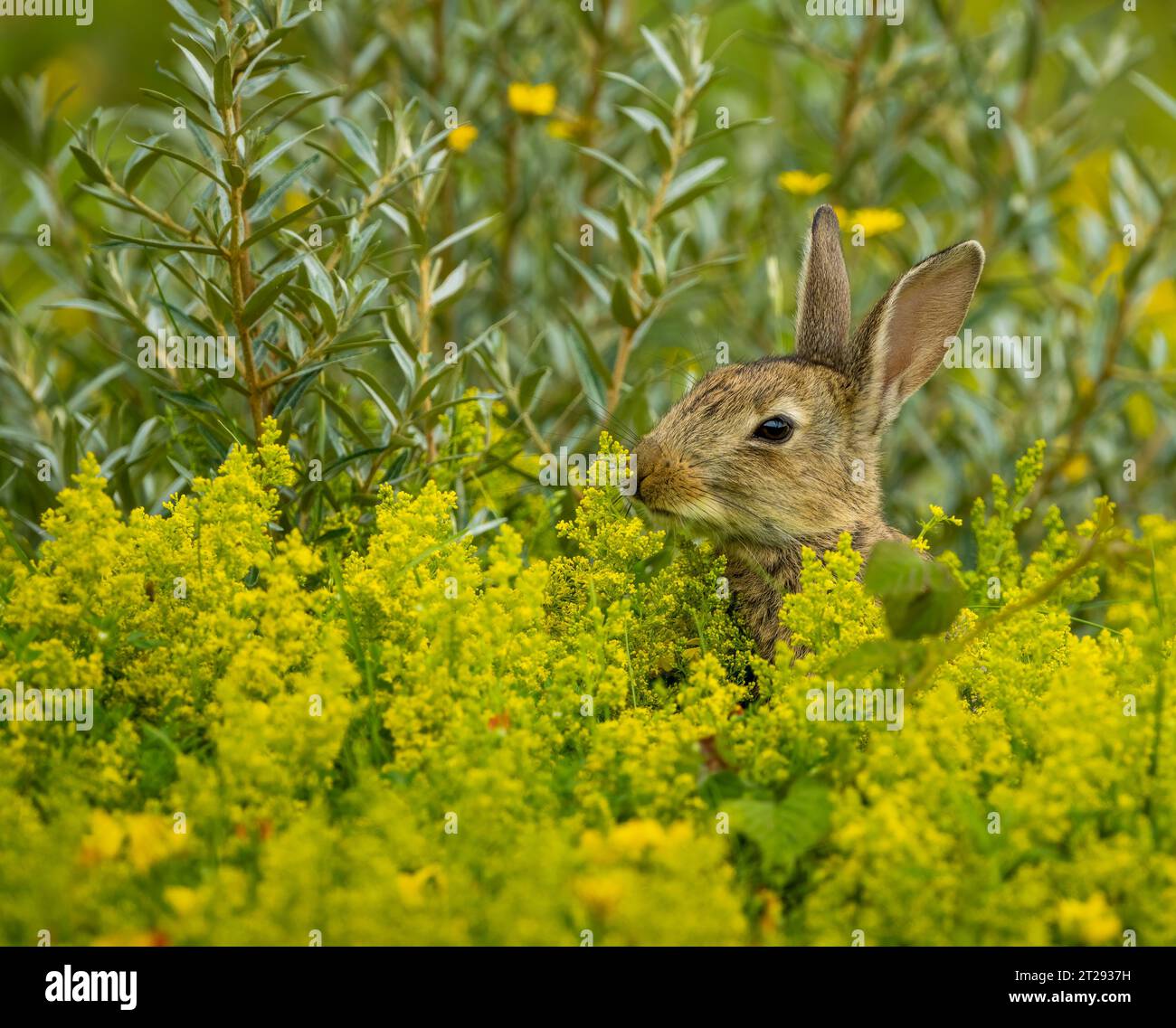 Cute rabbit in the field Stock Photo - Alamy