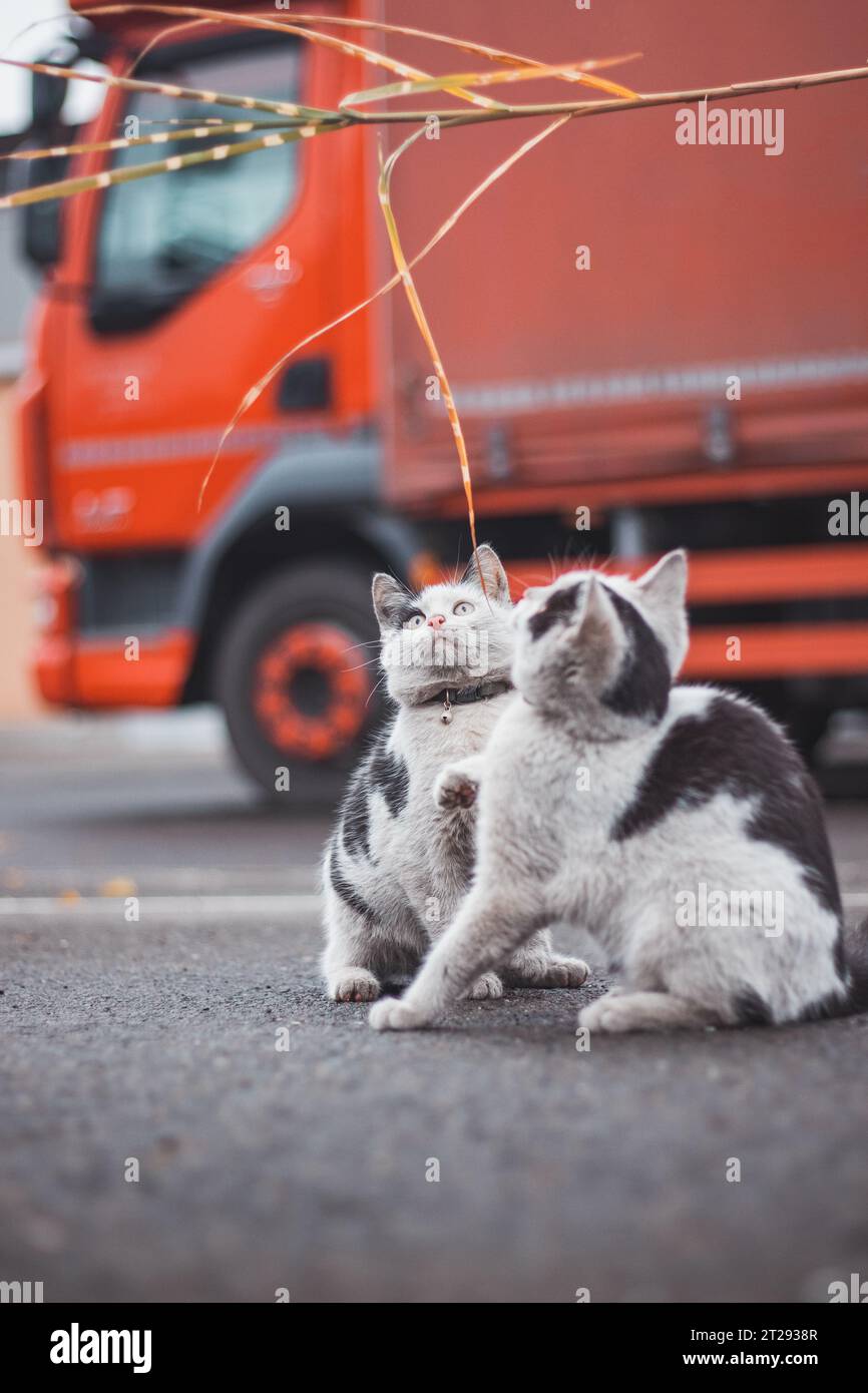 Group of cute, frisky kittens run around and play with each other. The ...