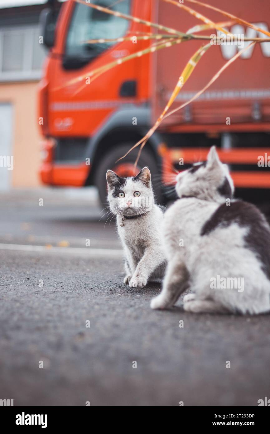 Group of cute, frisky kittens run around and play with each other. The ...