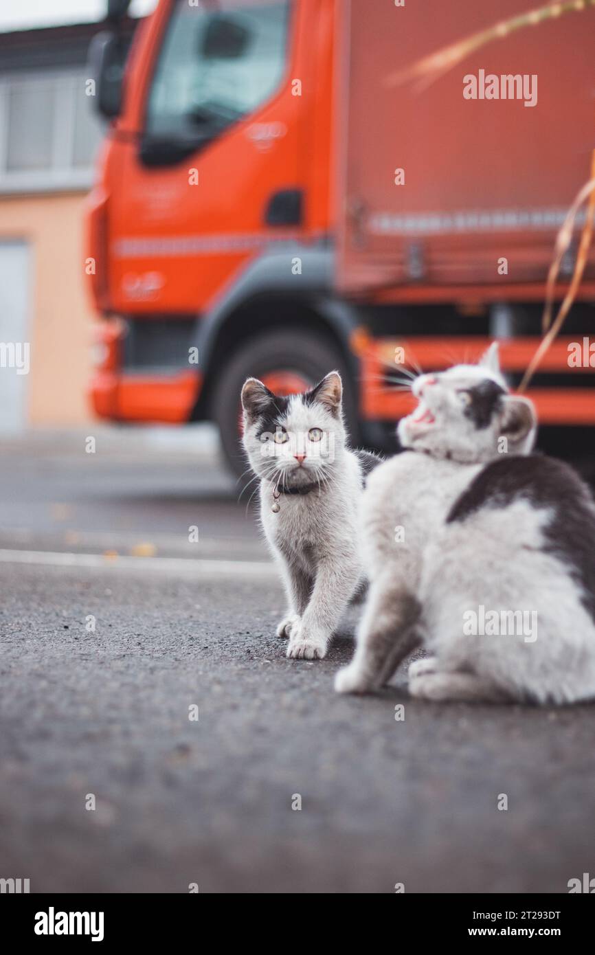 Group Of Cute Frisky Kittens Run Around And Play With Each Other The