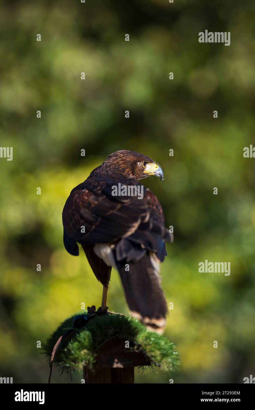 Harris's Hawk bird of prey perching on stand Stock Photo - Alamy