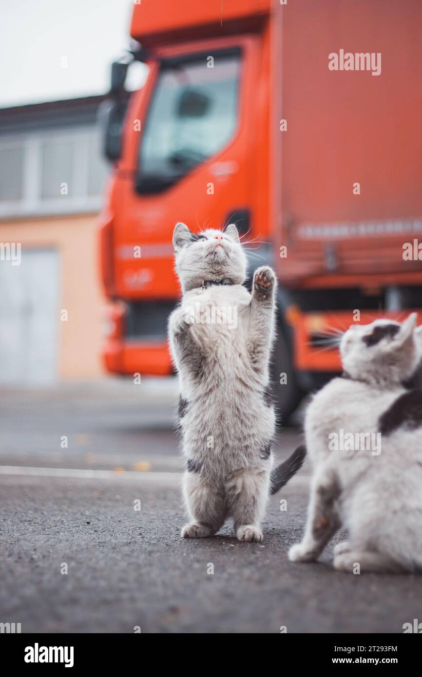 Group of cute, frisky kittens run around and play with each other. The ...