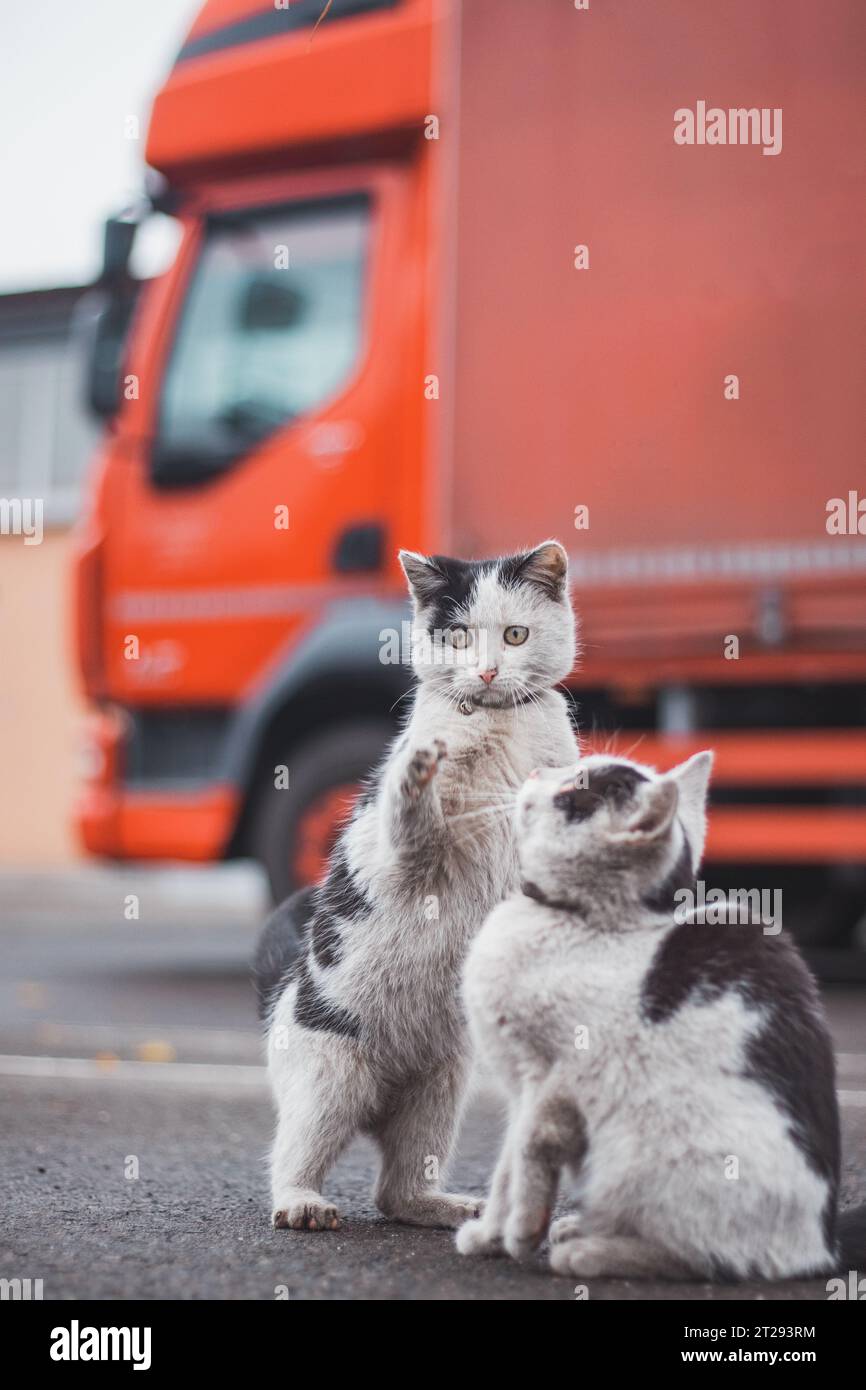 Group of cute, frisky kittens run around and play with each other. The ...