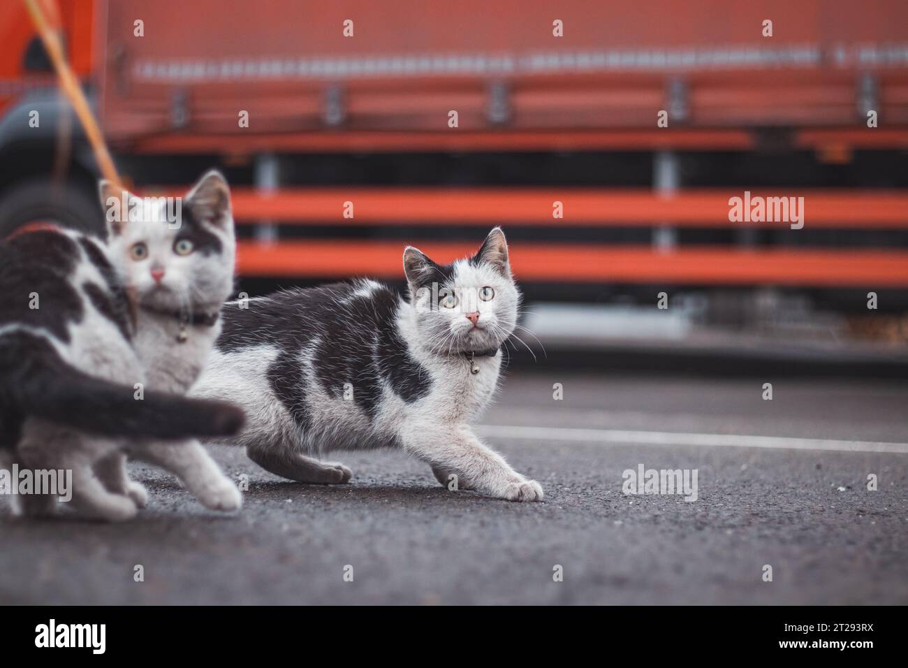 Group of cute, frisky kittens run around and play with each other. The ...