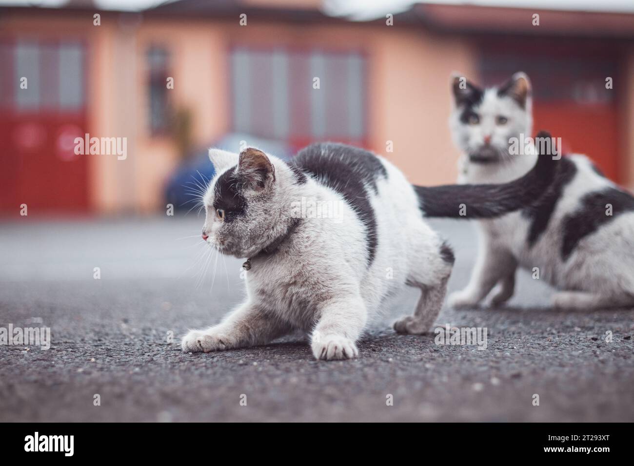 Group of cute, frisky kittens run around and play with each other. The ...