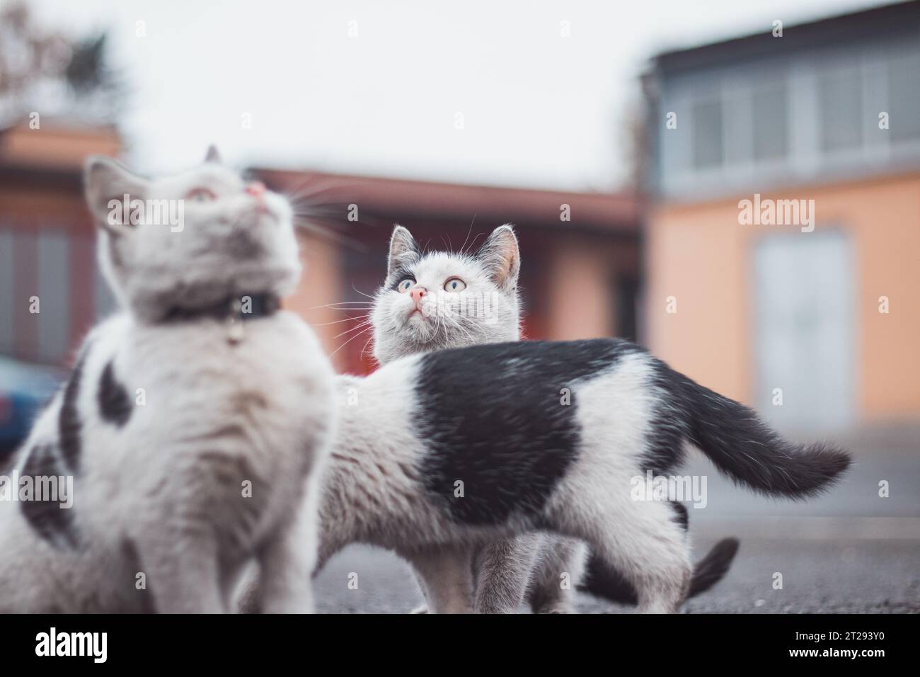 Group of cute, frisky kittens run around and play with each other. The ...